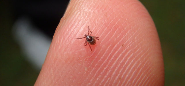 FSME-Fälle erneut auf Höchststand